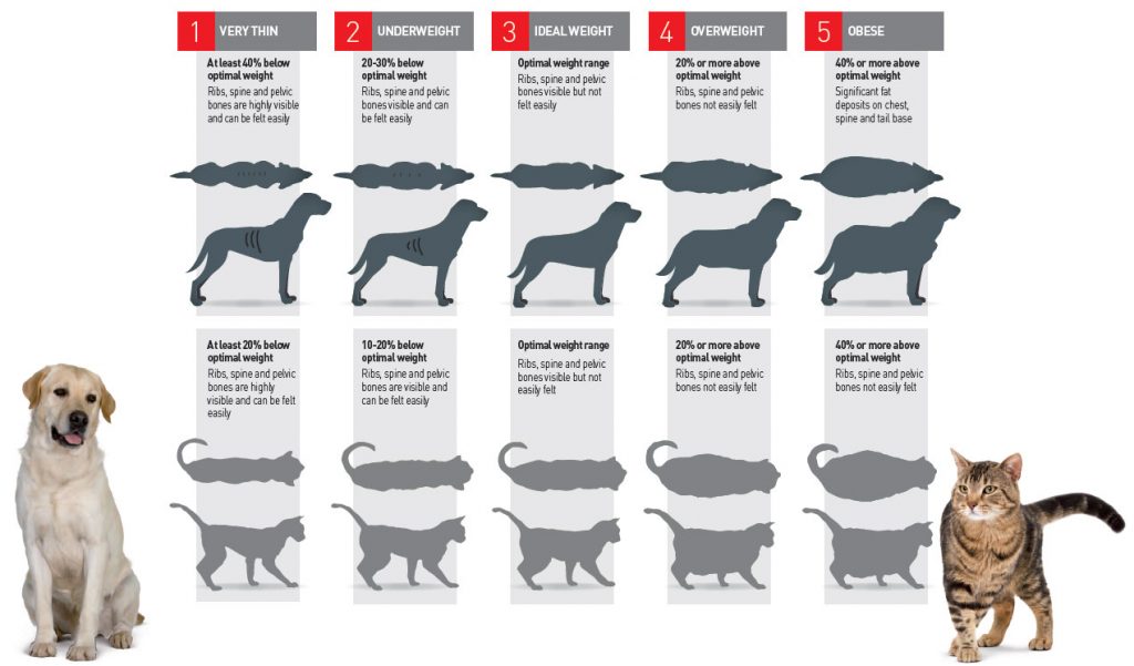 What's a good weight for my pet? | Burnaby New Westminster Animal Hospital
