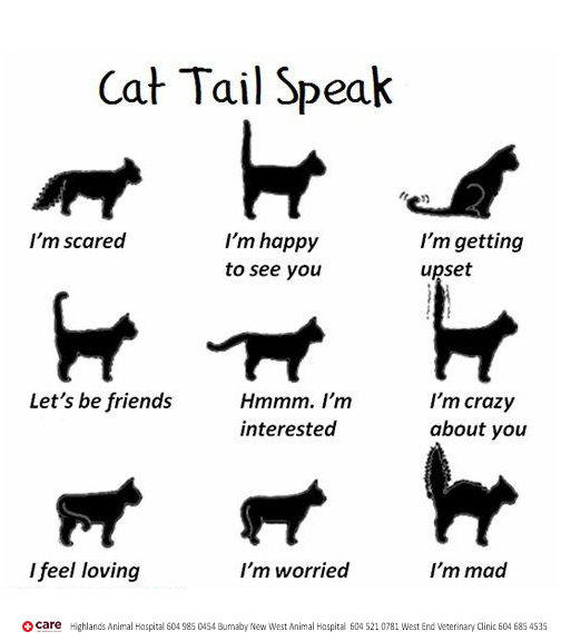Understanding what your cat's tail is saying | Burnaby New Westminster ...